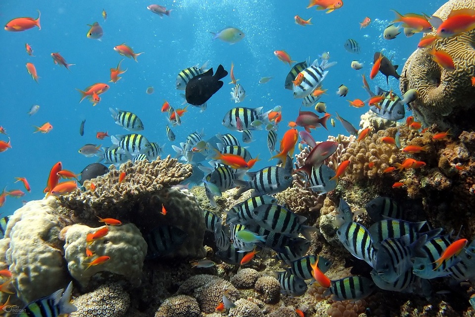 Des pierres vivantes dans votre aquarium ! - La Plateforme And Co